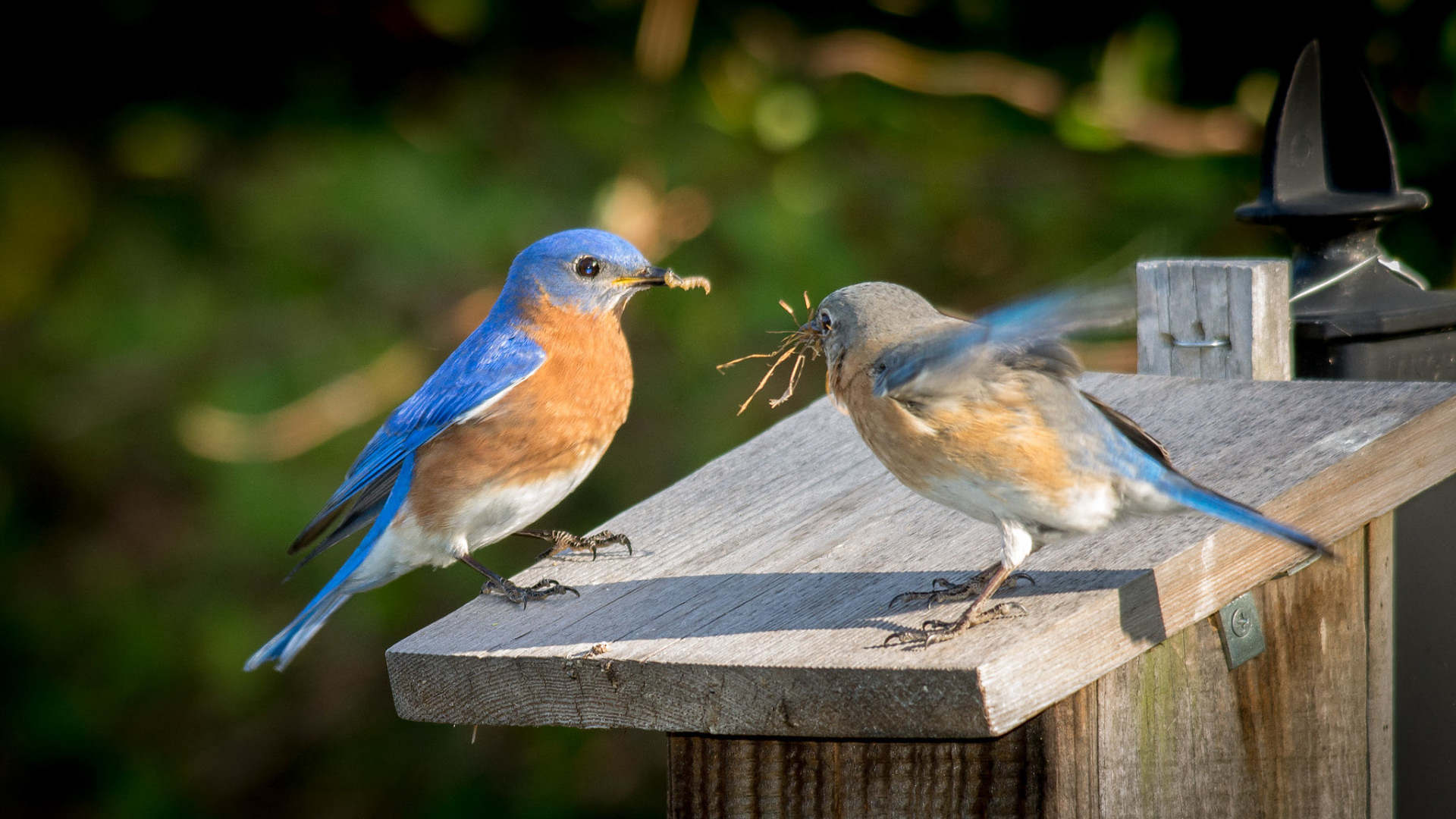 Blue Ridge Center for Environmental Stewardship, Virginia - Volunteer ...